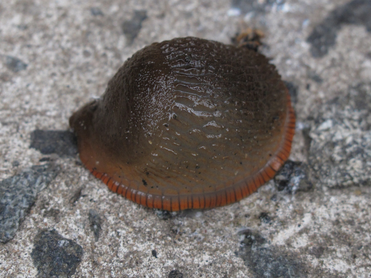 BugBlog: An impressive slug