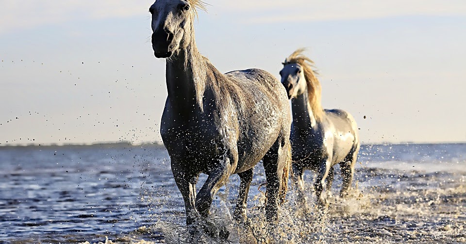 dos cavalls en el mar, dos caballos en el mar, Two horses in the sea.