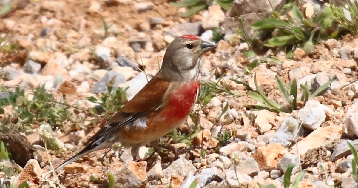 Raw Birds: COMMON LINNET (Linaria cannabina subspecies L. c ...