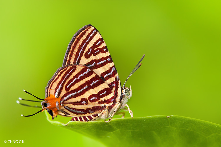 Butterflies of Singapore: Butterfly of the Month - January 2015