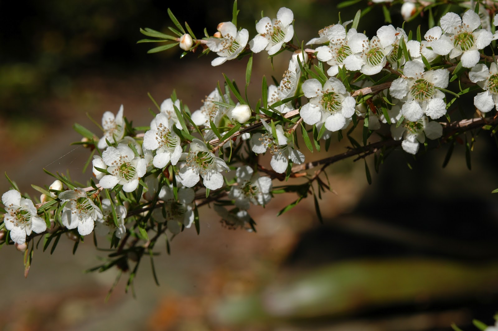 Real World Gardener: Espaliered Gardens and Did You Thryptomene?