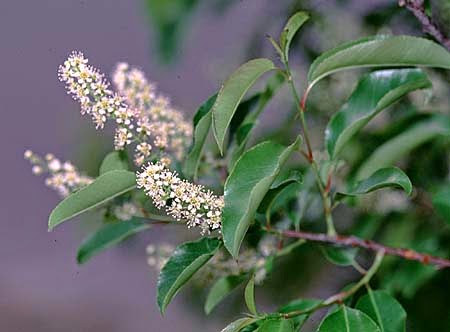 NC Horse Blog: Beware of Poisonous Trees in Pastures