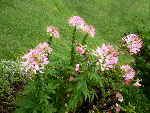 Spider Flower - Rose Queen - Cleome | SL Flora