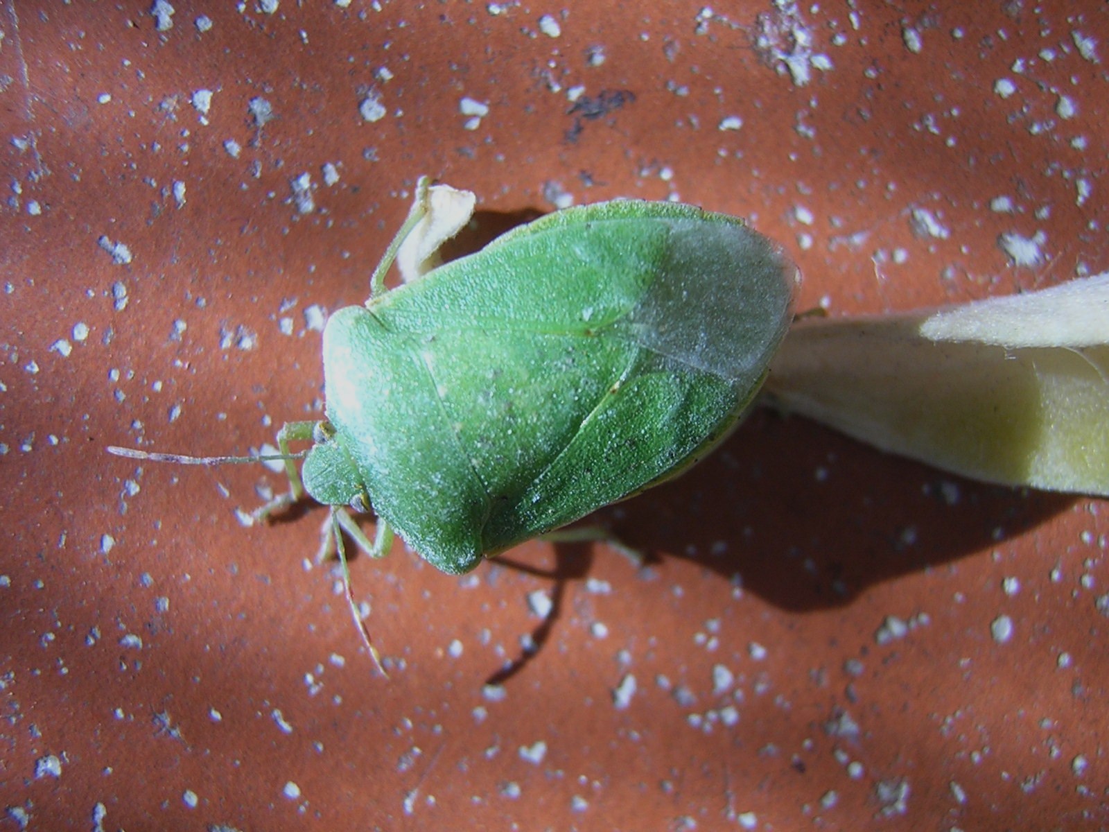 Mis experiencias mis imágenes: Chinche hedionda verde- (Nezara viridula)