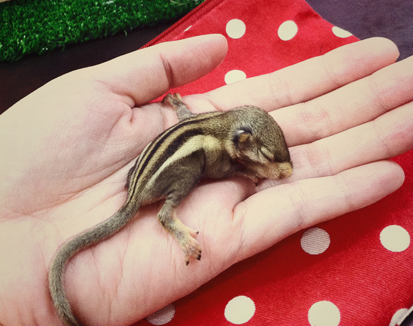 Love handmade doodle photo coffee and cats: Goodbye my little chipmunk