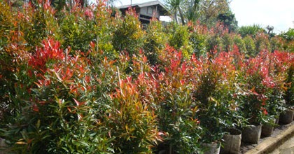 Cara Membikin Bibit Tanaman Pucuk Merah | Tips Merawat Tanaman Ok