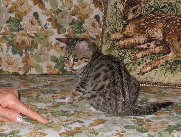 CUOREDICANE: DOLCISSIMA GATTINA TIGRATA 2 MESI - ROMA