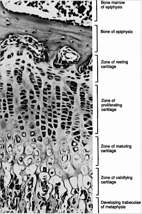 Anatomy of the Physis