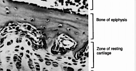 Anatomy of the Physis