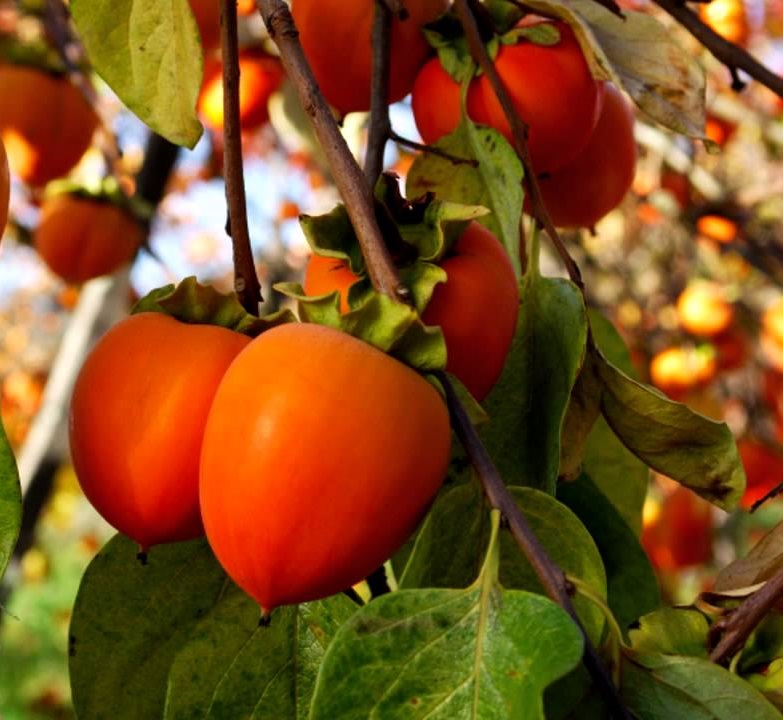 AL FUM DE LA XIMENERA : ¿QUE ES EL CAQUI (KAKI) PERSIMÓN?