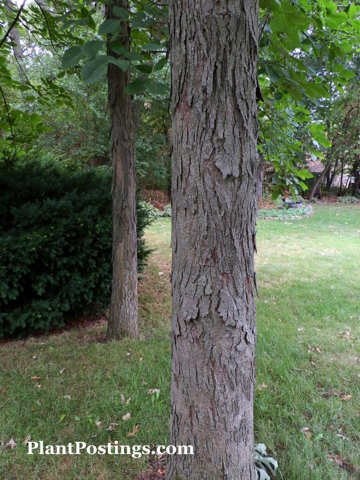 PlantPostings: Plant of the month: Shagbark Hickory