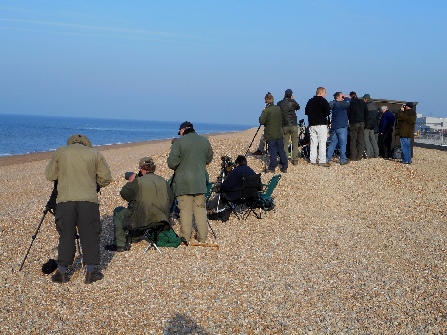 Dungeness Bird Observatory : Birdwatching at Dungeness