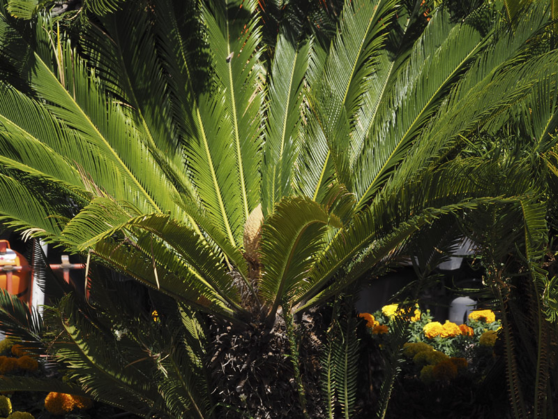 Flora ornamental, hortícola y medicinal.: Cycas revoluta. Palma de Sagú.