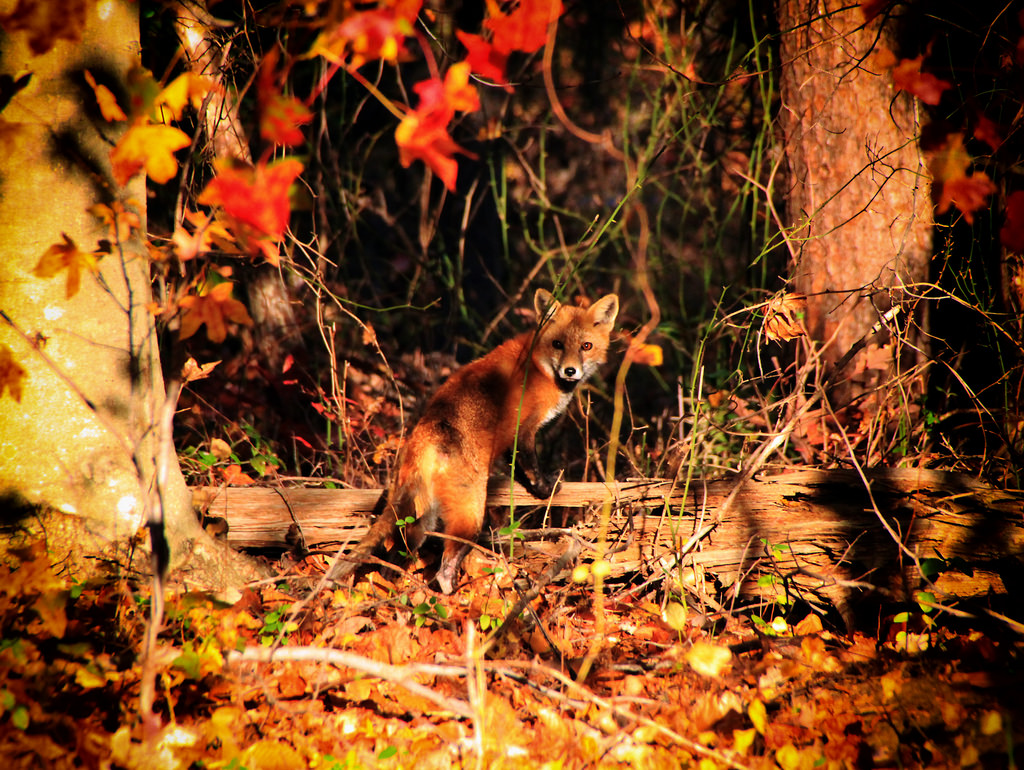 White Wolf : Foxy Autumn: Wild Foxes Enjoying Autumn Magic