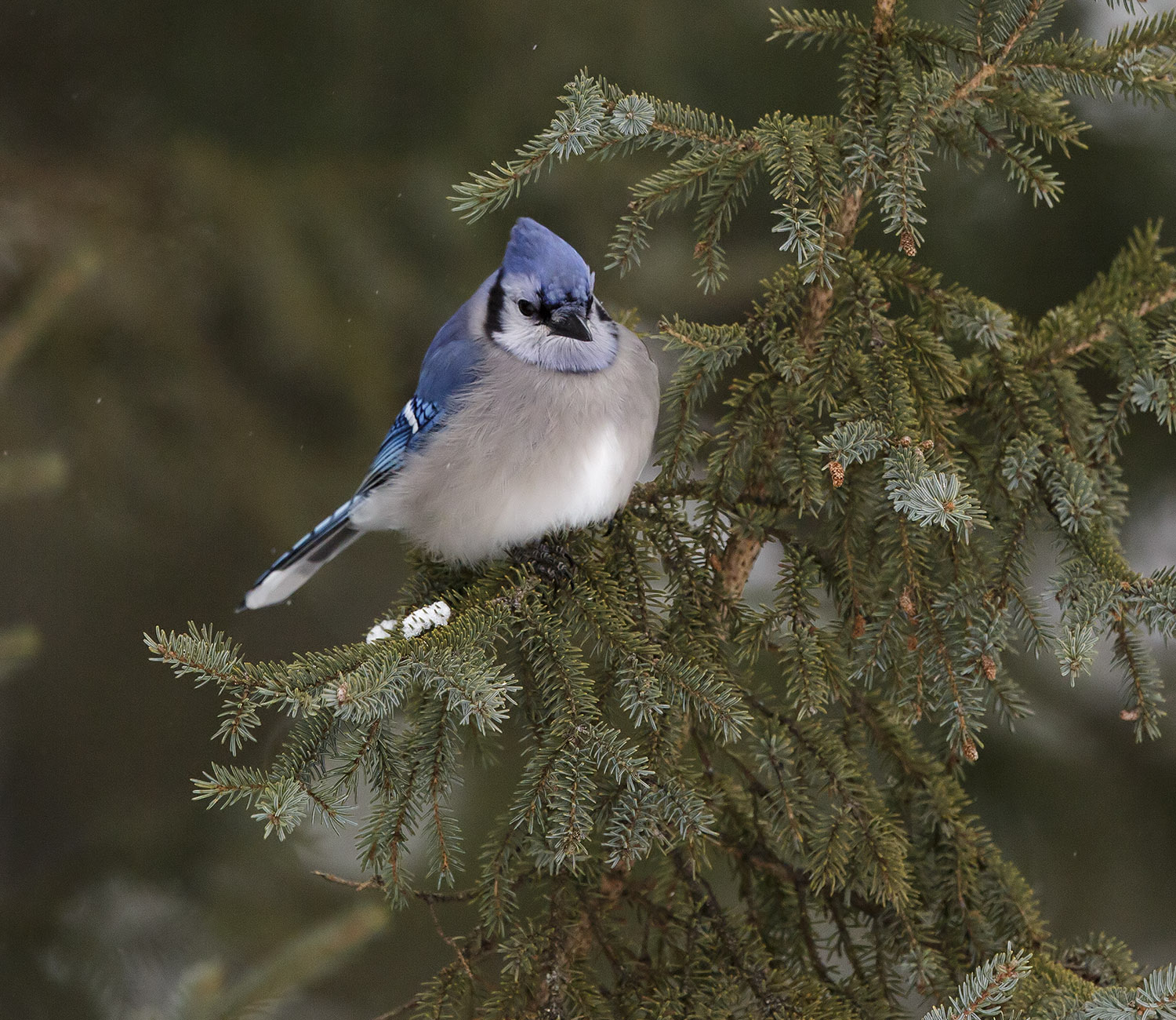 pewit: winter Blue Jays