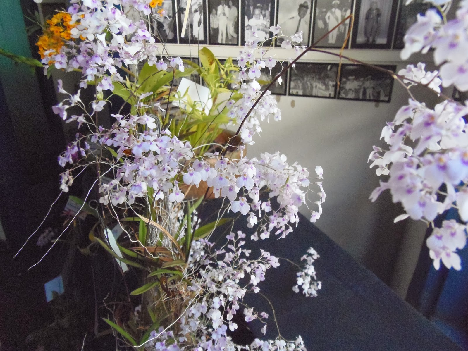 orquideas do mundo: Ionopsis utricularioides