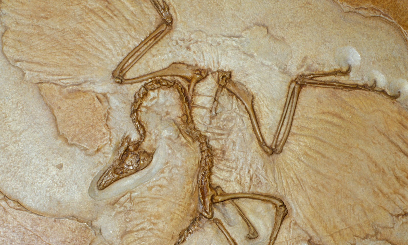 Especialidade: PALEONTOLOGIA