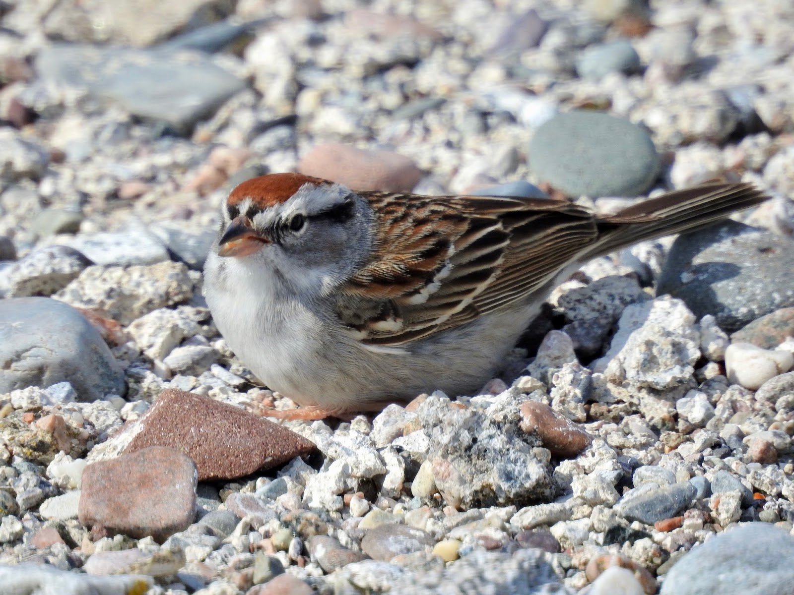Bev's Nature Blog: Point Lepreau Bird Observatory