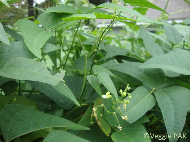 Back Yard Organic Vegetables