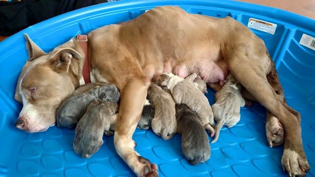 [INFAMIA] Abandonada en la perrera al borde de la muerte el mismo día ...