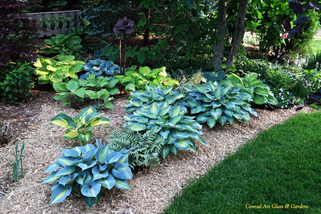 Conrad Art Glass & Gardens: Hostas at Oak Lawn