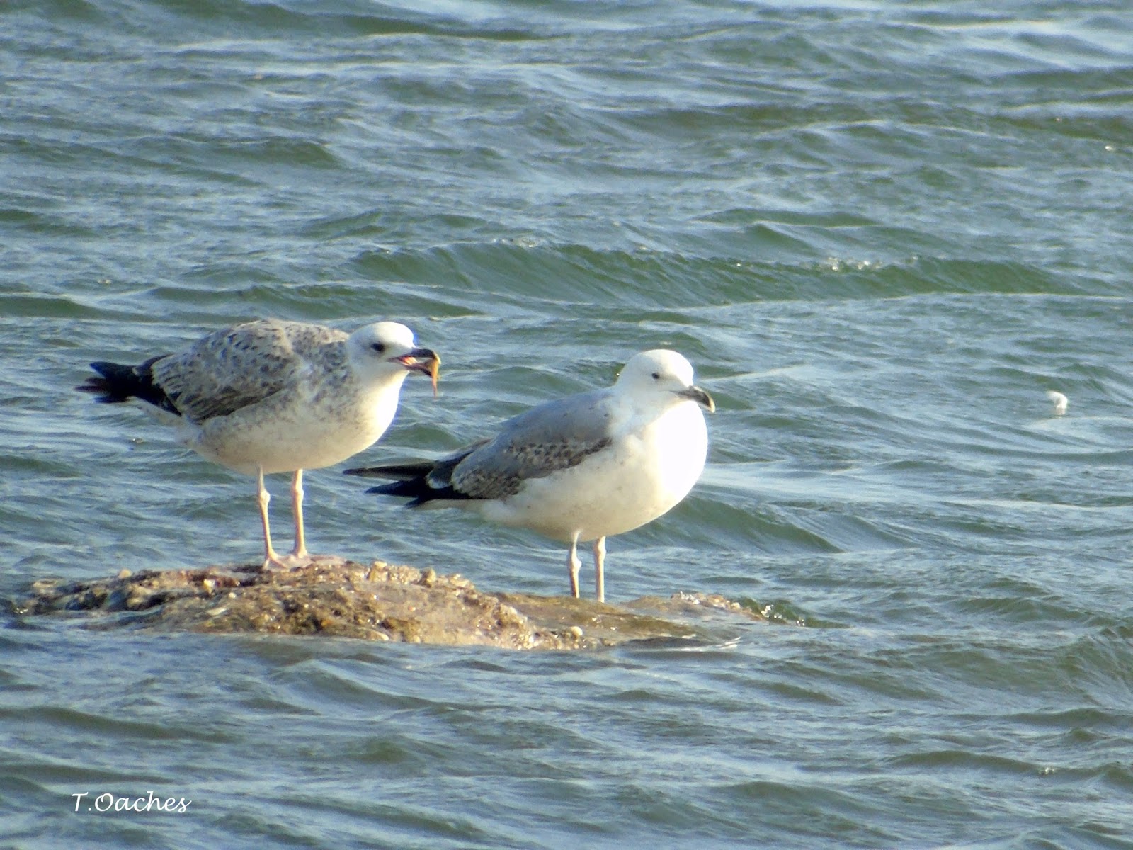 PASARI DIN ROMANIA: PESCARUS PONTIC, Larus cachinnans
