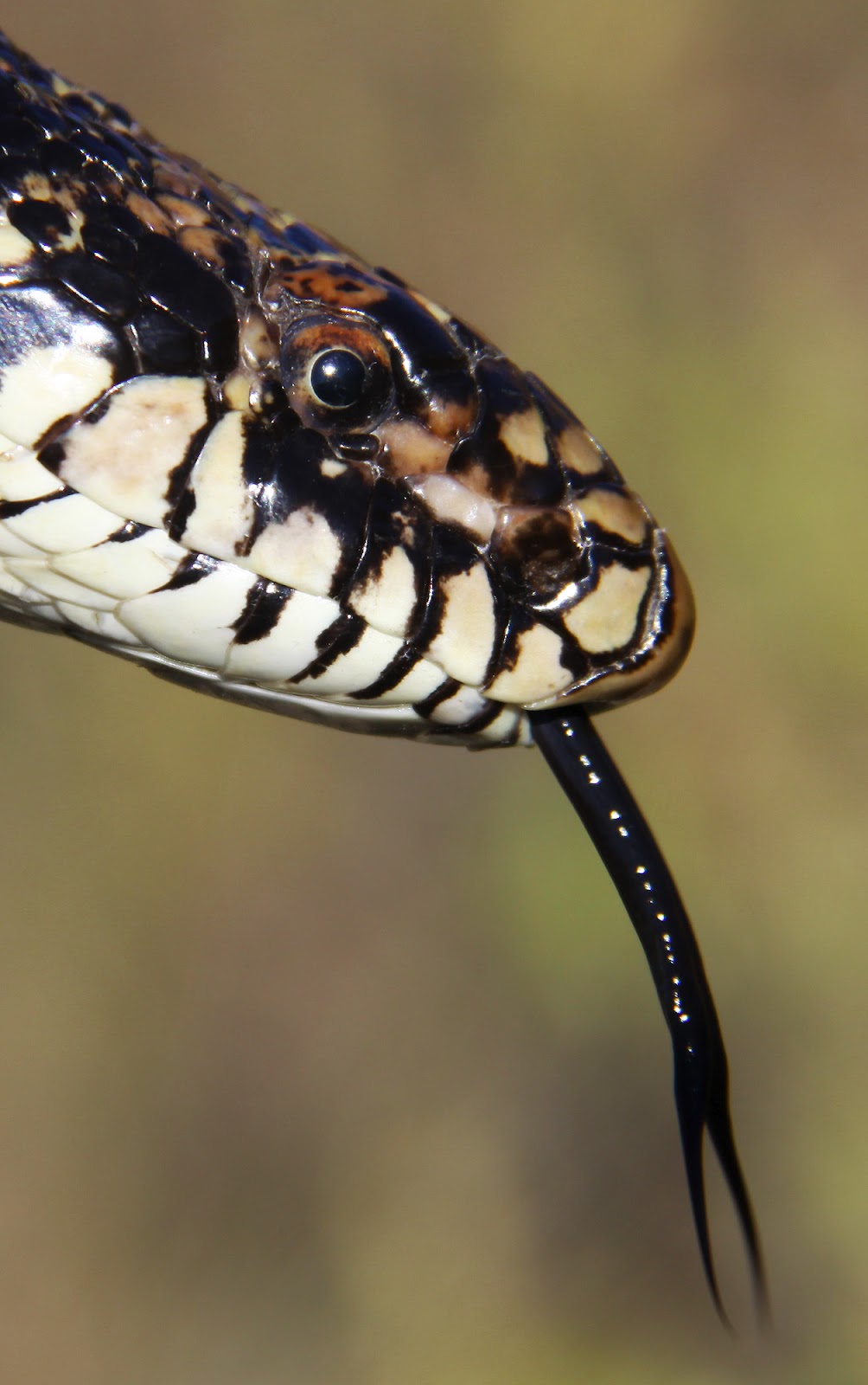 All of Nature: Bull Snake in September
