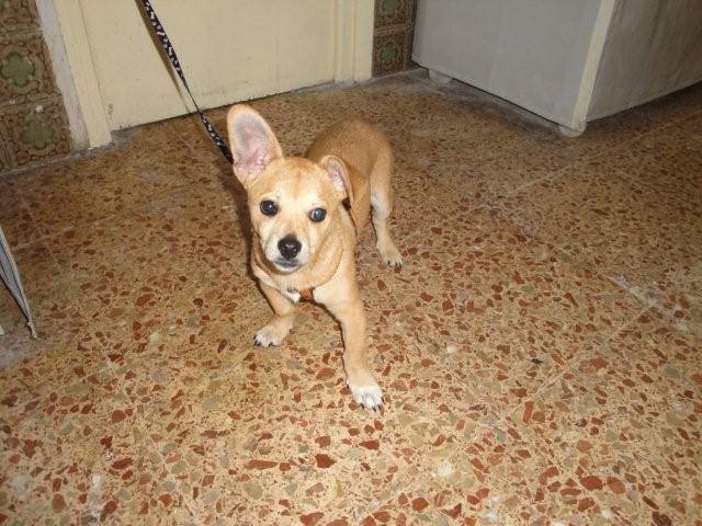 SOLES Y LUNAS SIN HOGAR: CHUSKY. CRUCE DE CHIGUAGUA DE 4,5 MESES. VALENCIA.