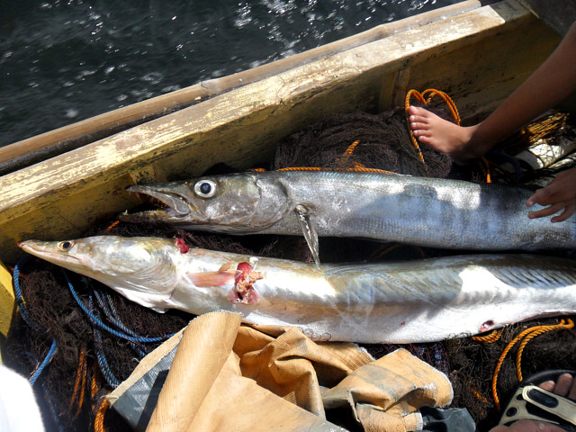 Marinduque Rising: Sayao caves, fishes and a tidal garden story