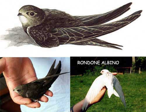 Amici-in-allegria: Rondone