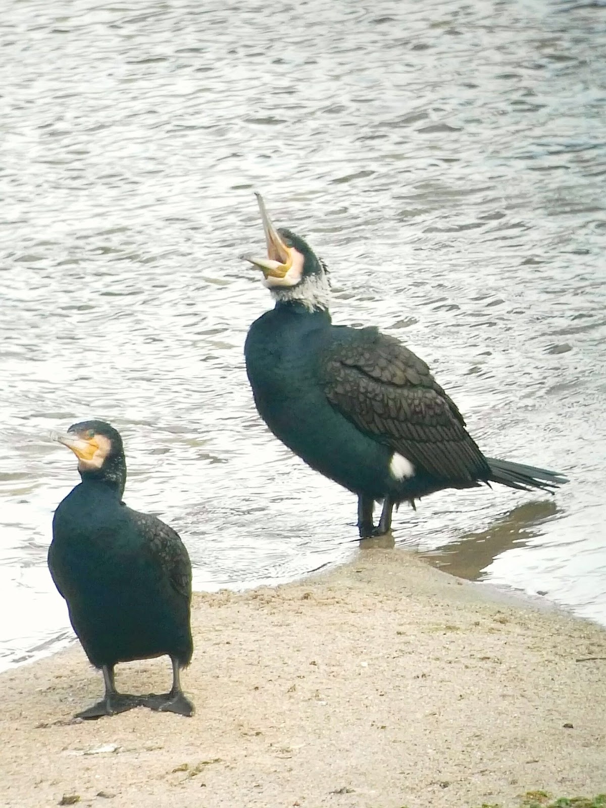 Sistema Naturae: febrero 2017