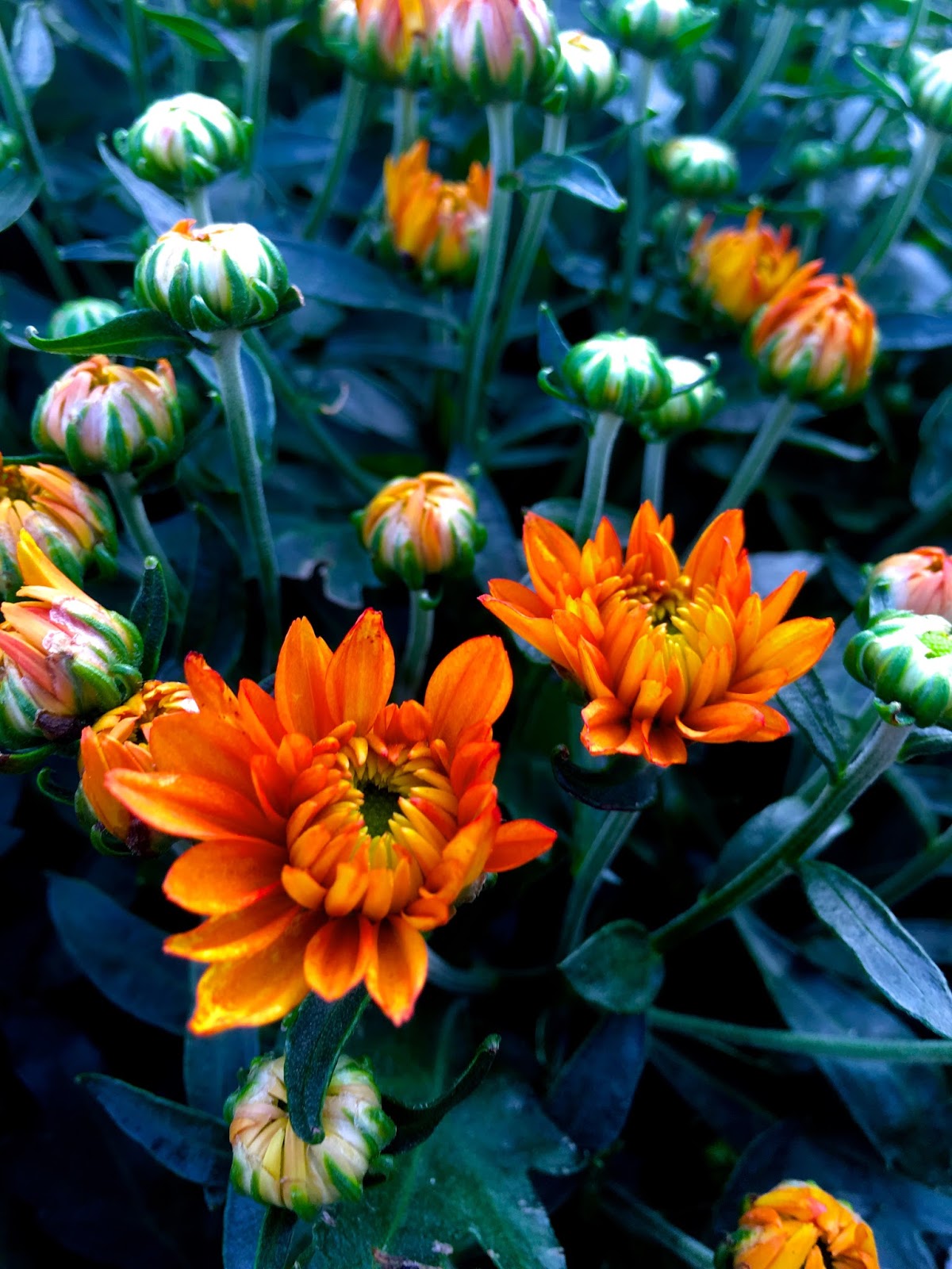 The Garden Gallery: FANTASTIC FLOWERS!!!!!