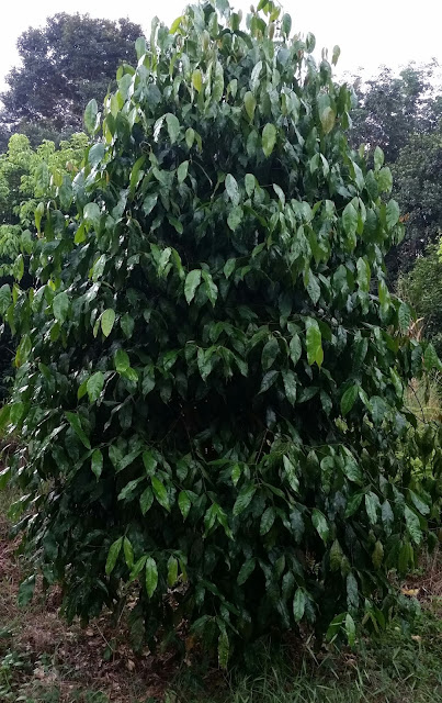 Warisan Petani: Pokok Belinjau.