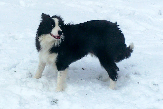 99 Names for Border Collies Male | Irish, Scottish and Gaelic Boy Dog Names