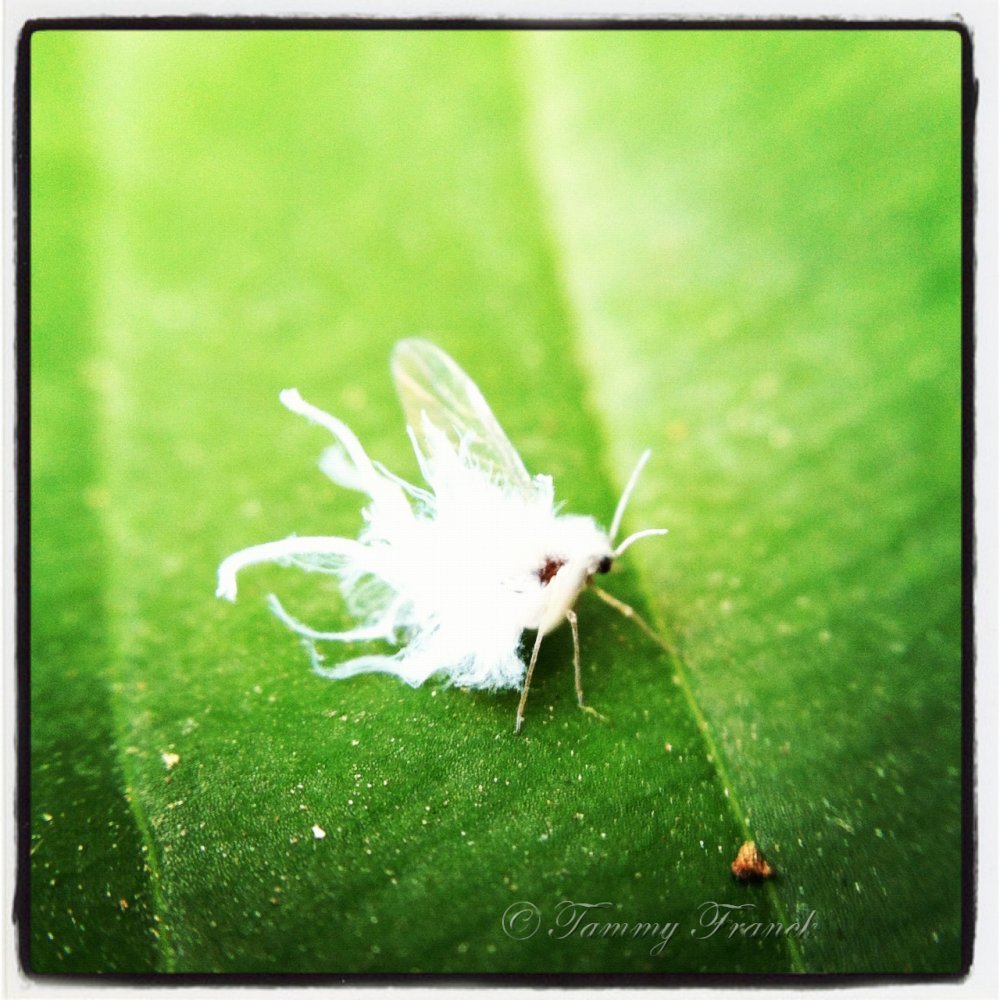 Rock River Stitches: Macro Shots