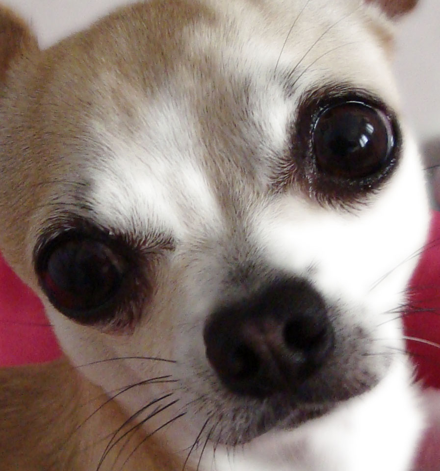 Cómo adiestrar y cuidar a tu perro.: Mi mundo perruno: Bienvenidos