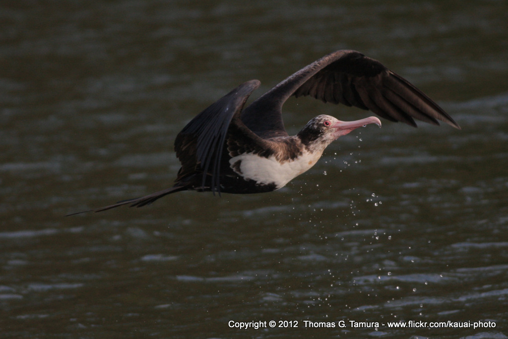 THOMAS TAMURA PHOTOGRAPHY