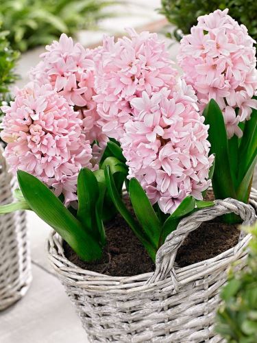 Anikó oldala: A jácint