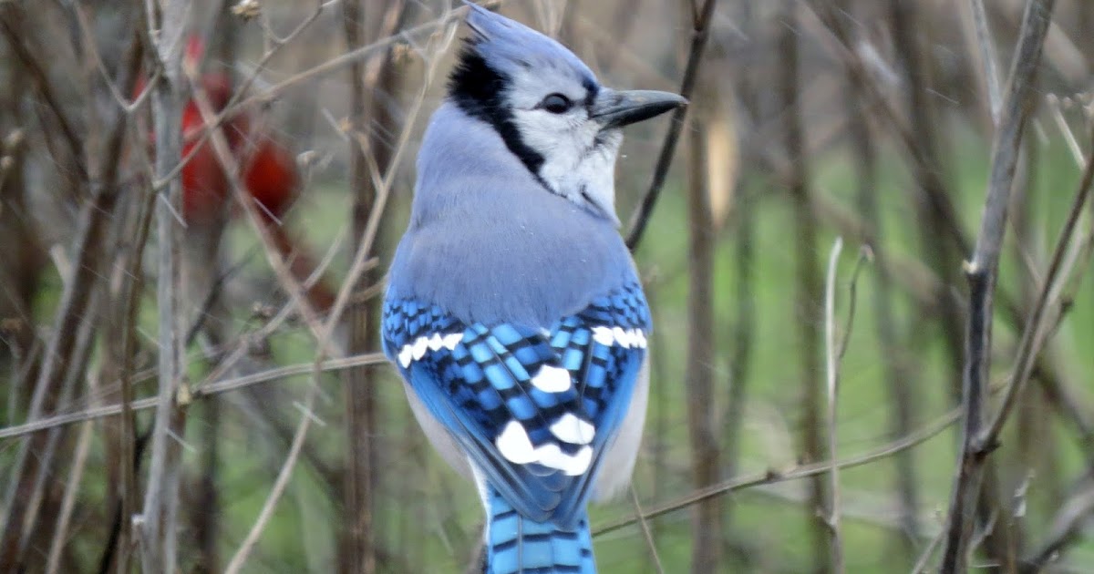Blue Jay Barrens: The 31st Year