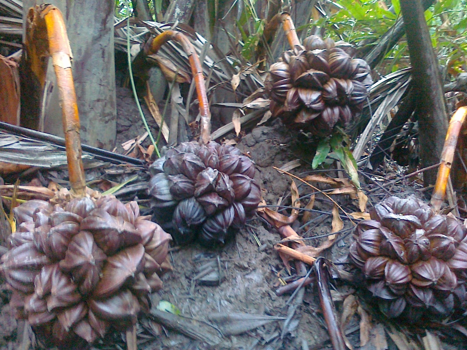 TANJUNG DARUL TAKZIM: Manfaat Tumbuhan Nipah