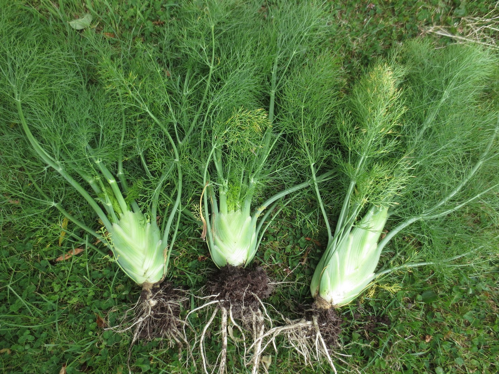 Vild med Køkkenhave: De er svære de der fennikel