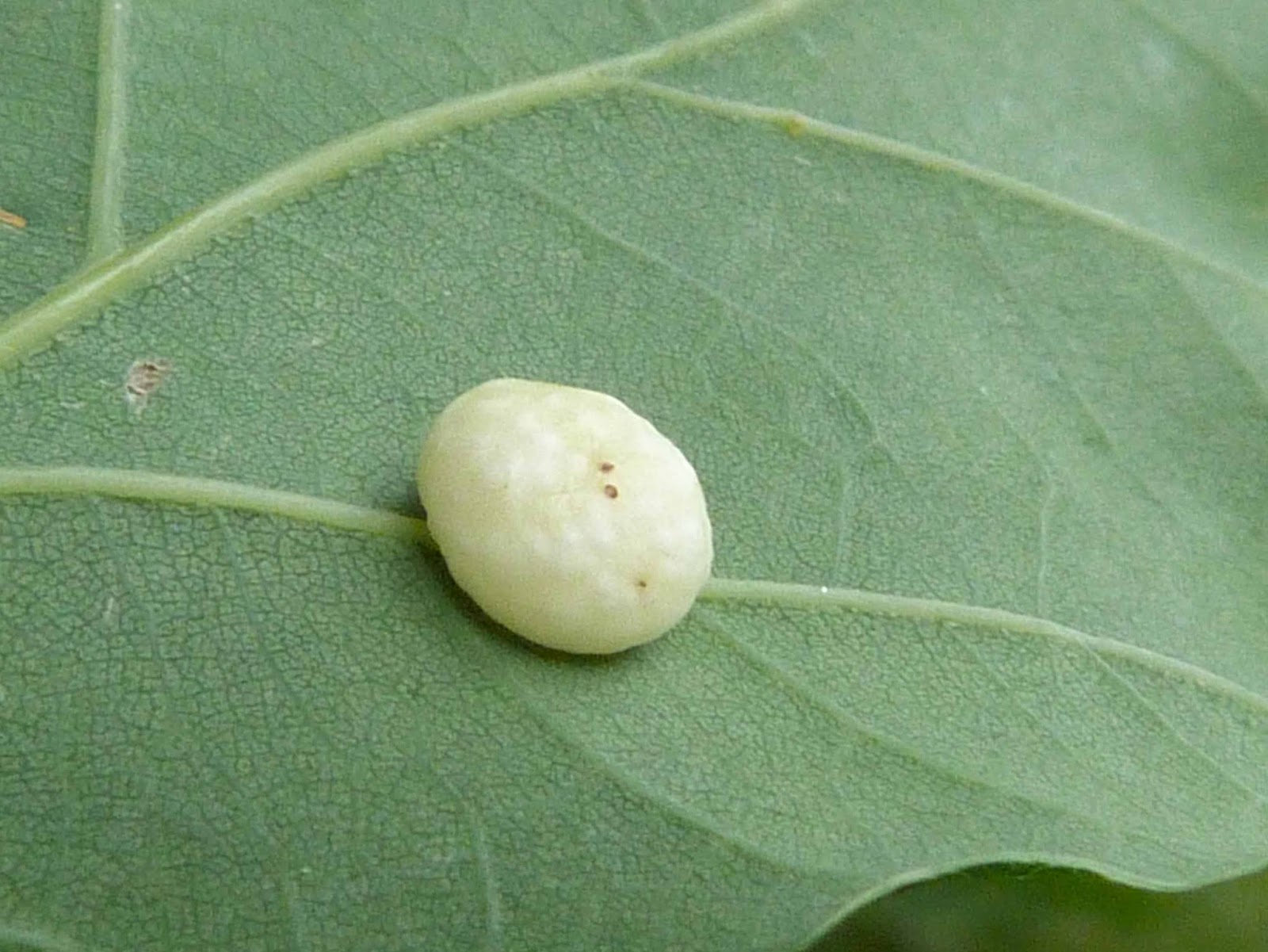 Insects of Scotland: Galls/Leaf-miners