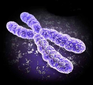 Chromosome Structure