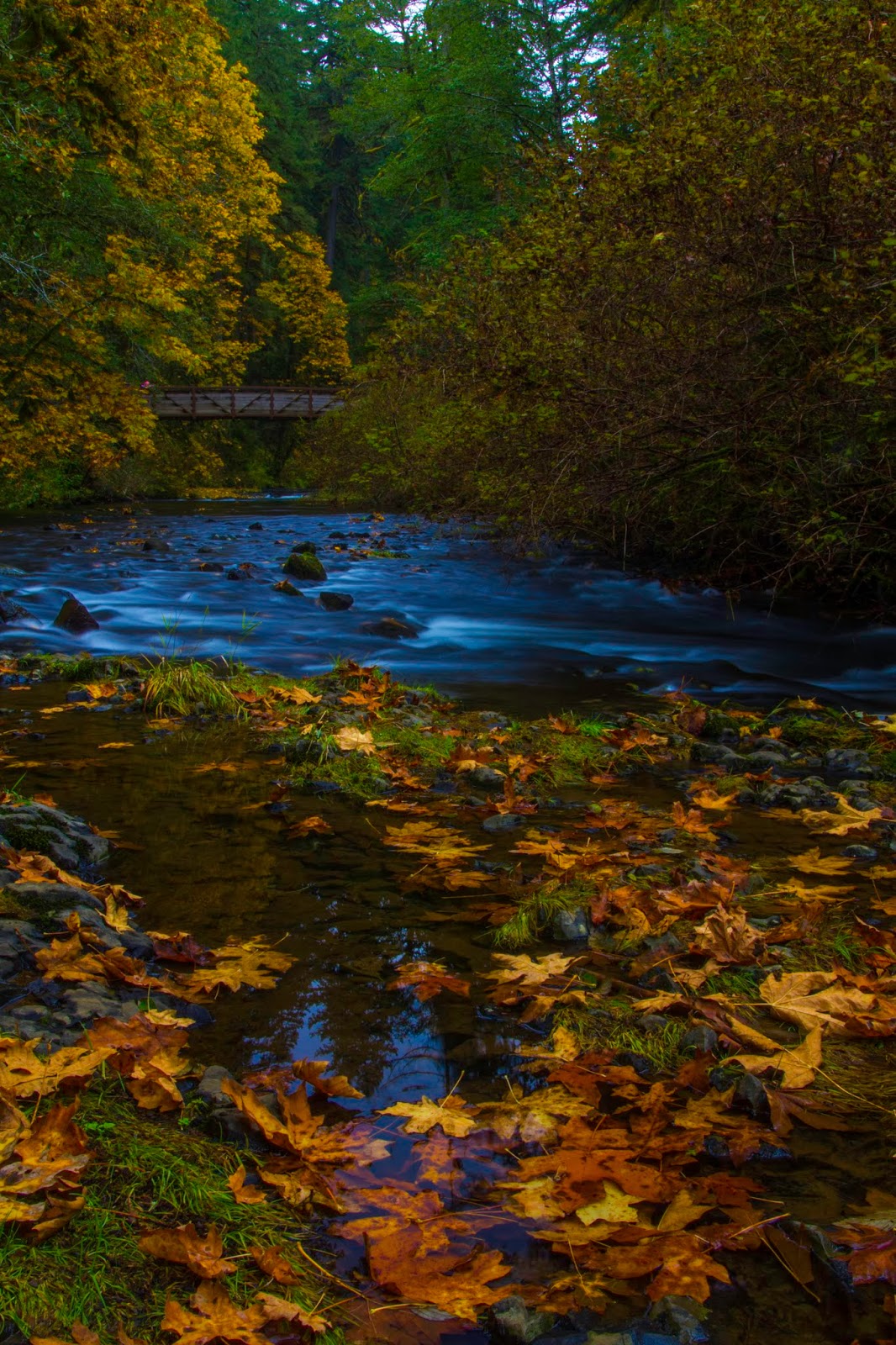 Oregon Rainrunner: Silver Falls State Park Oct 12