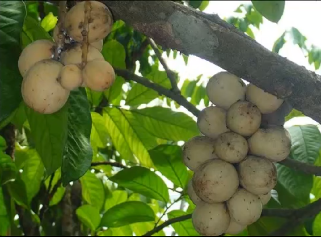 What is Duku Fruit? || Duku - FRUITS