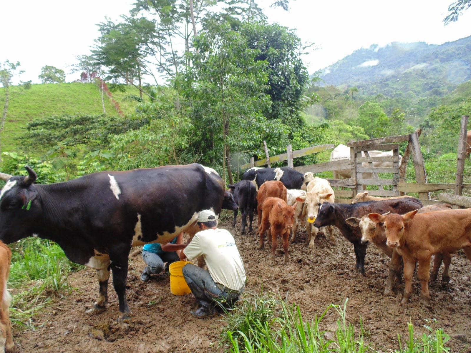 ZAMORA CHINCHIPE: EMPRESA PECUARIA CON NUEVAS PROYECCIONES PARA EL 2015.