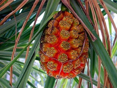 Aryan Cuisine: Kewra Water