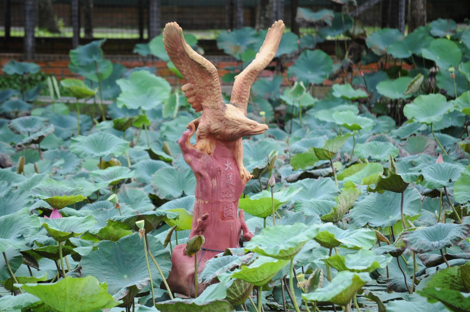 Crocodile Farm: CROCODILE FARM IN MIRI, SARAWAK