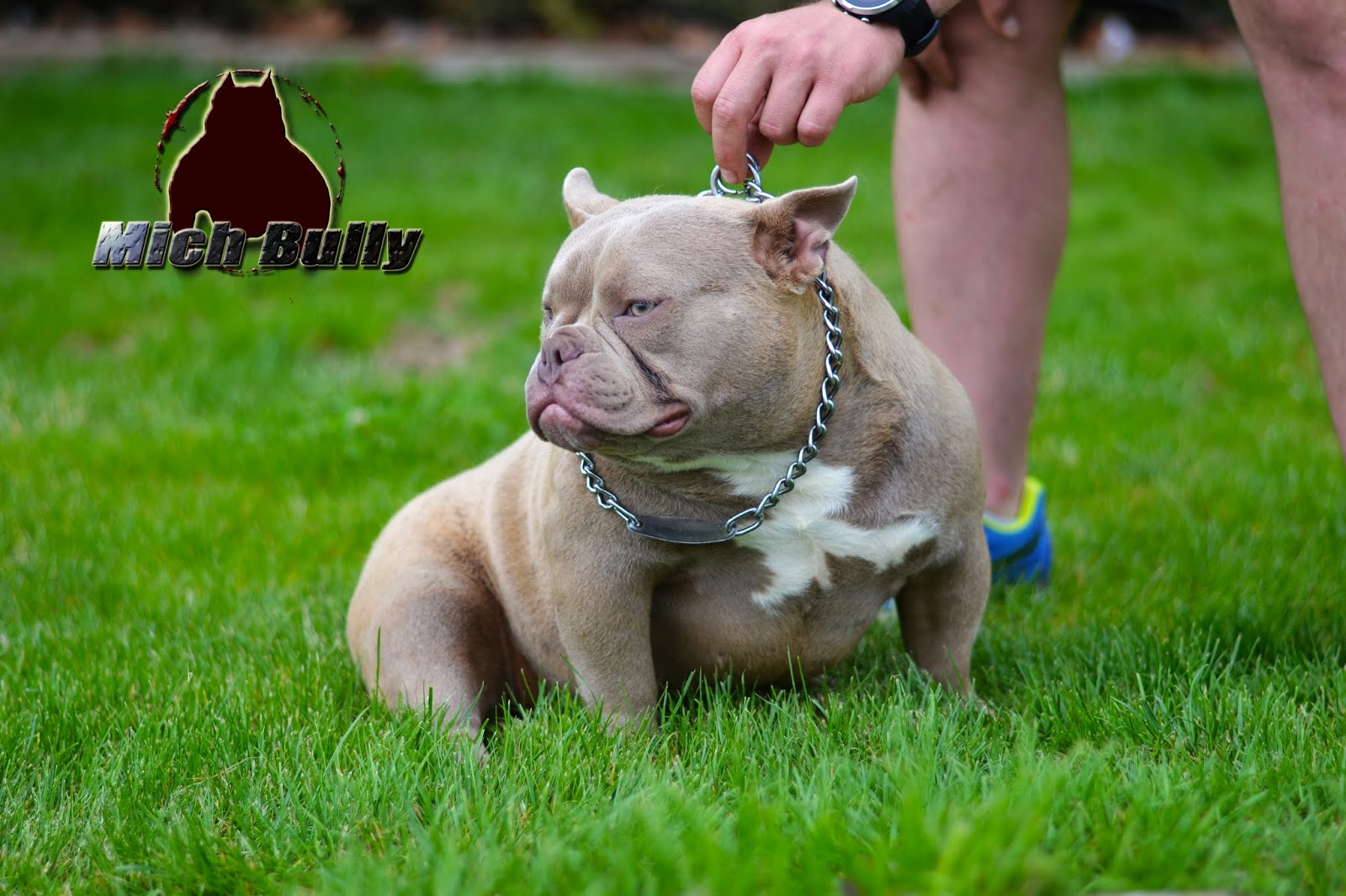 Cria y Seleccion del American Bully: Hembras