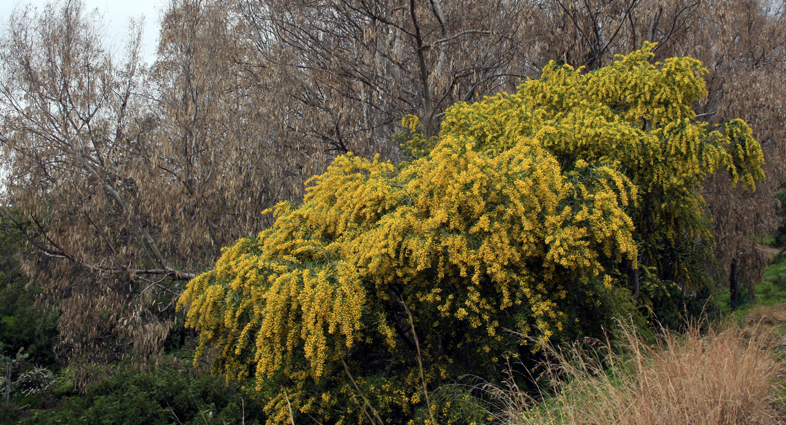 Flora de la Costa del Sol Occidental (silvestre y ornamental): Acacia ...